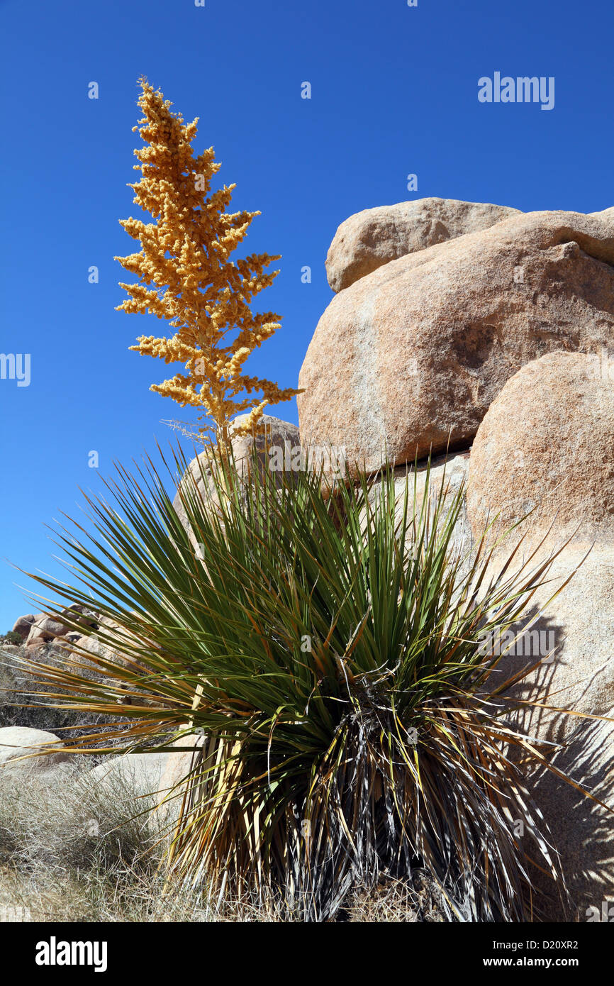 Yucca, Hidden Valley, Joshua Tree Nationalpark, CA, USA Stock Photo - Alamy