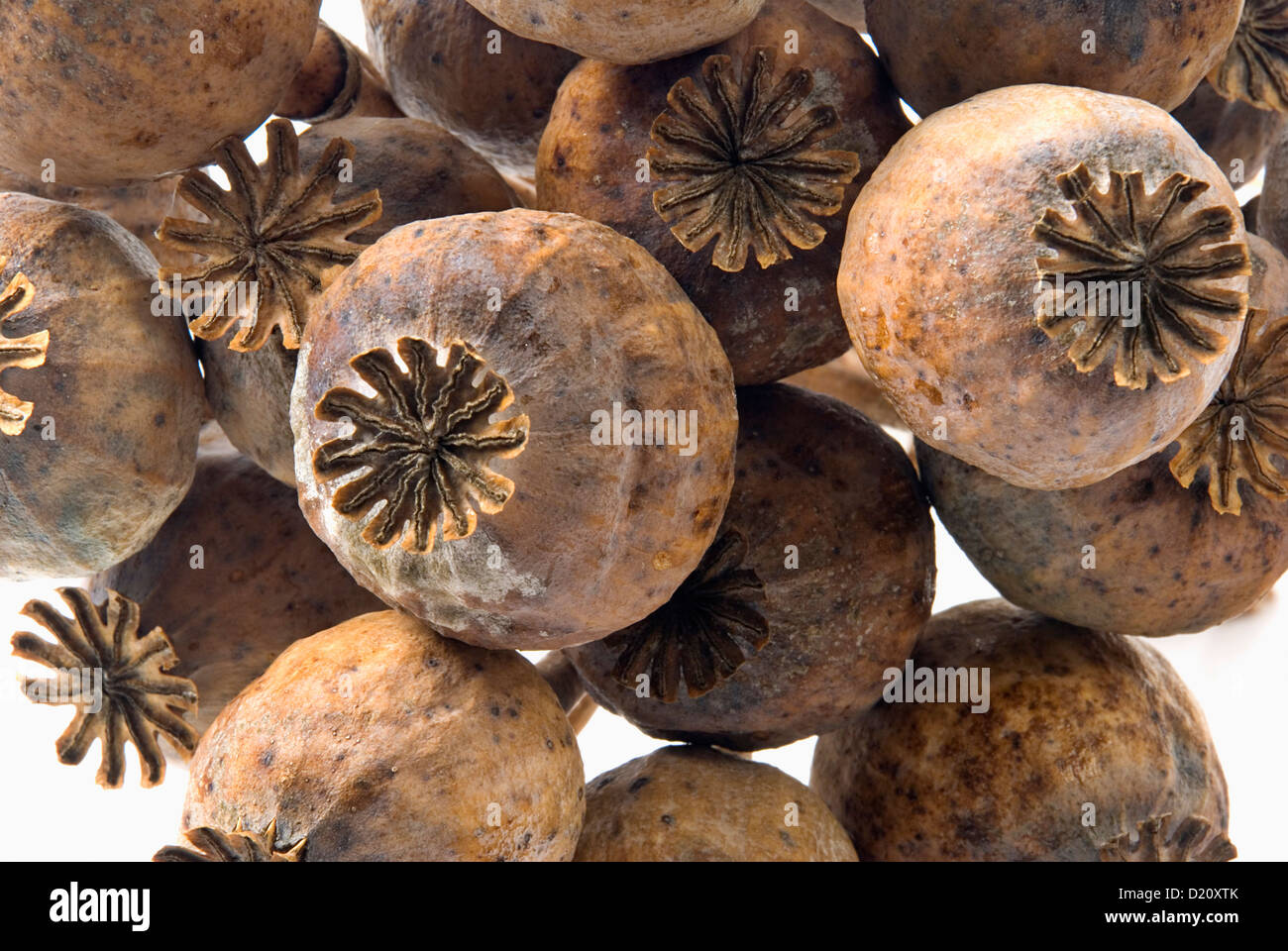 Poppy heads detail - pods with poppy grain isolated on white Stock ...