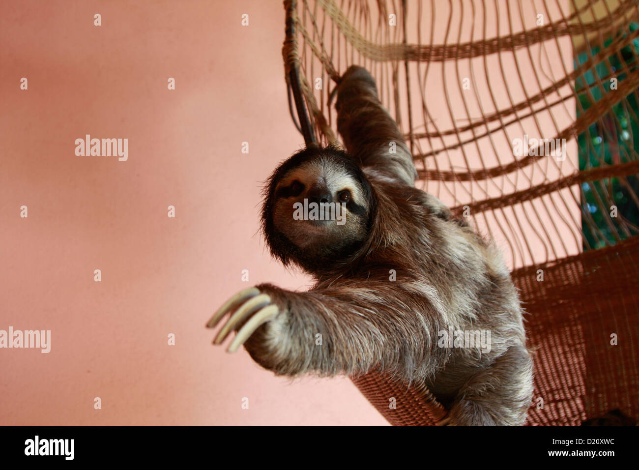 a three toed sloth reaching out Stock Photo - Alamy