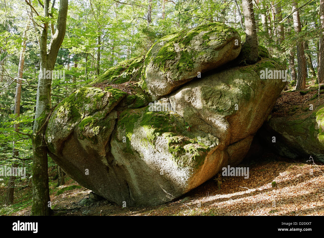 Austria, Sarleinsbach, Mossy rock in forest Stock Photo - Alamy