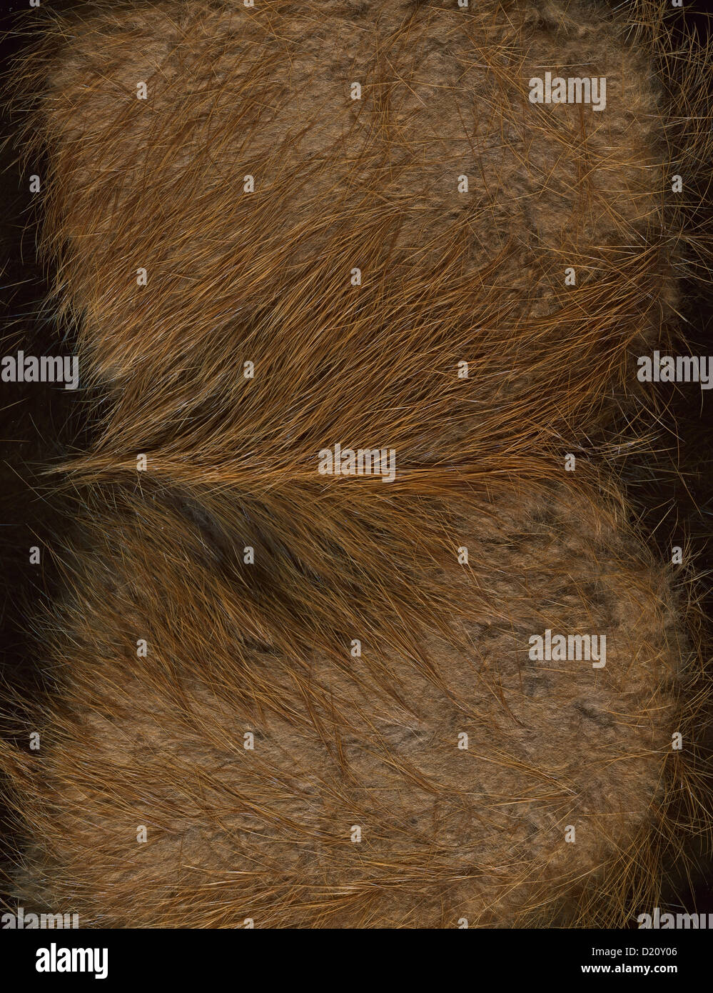 Fur texture. Beaver Stock Photo - Alamy