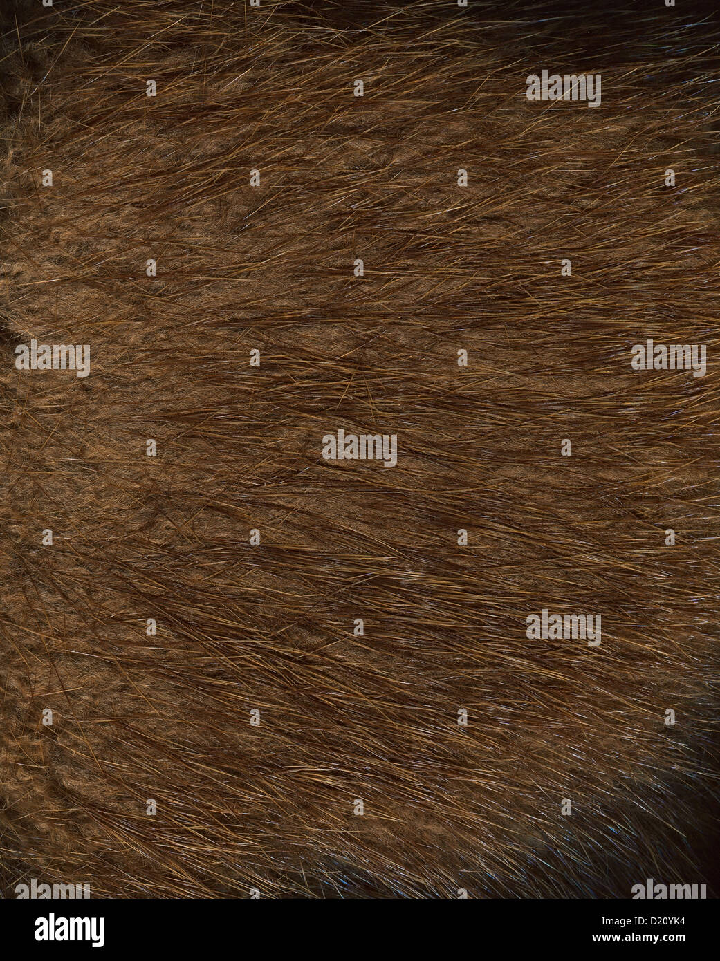 Fur texture. Beaver Stock Photo - Alamy