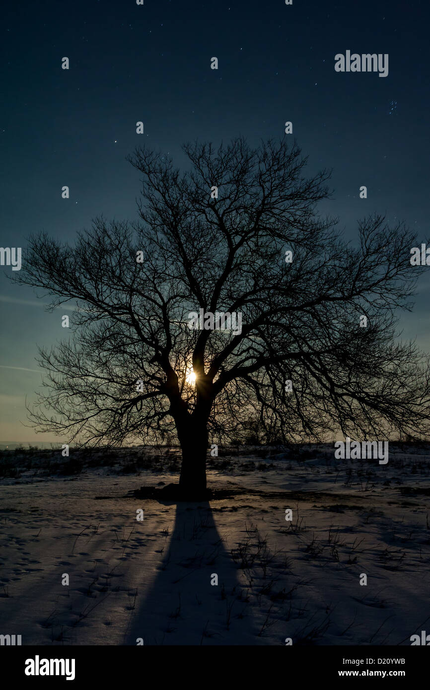 Moonlight tree hi-res stock photography and images - Alamy
