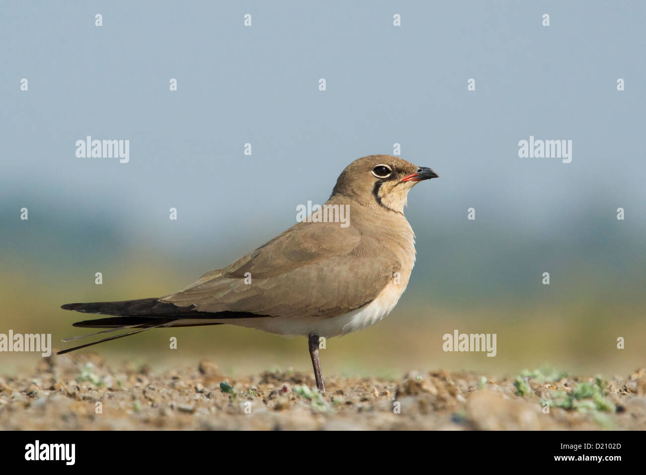Common pratincole hi-res stock photography and images - Alamy