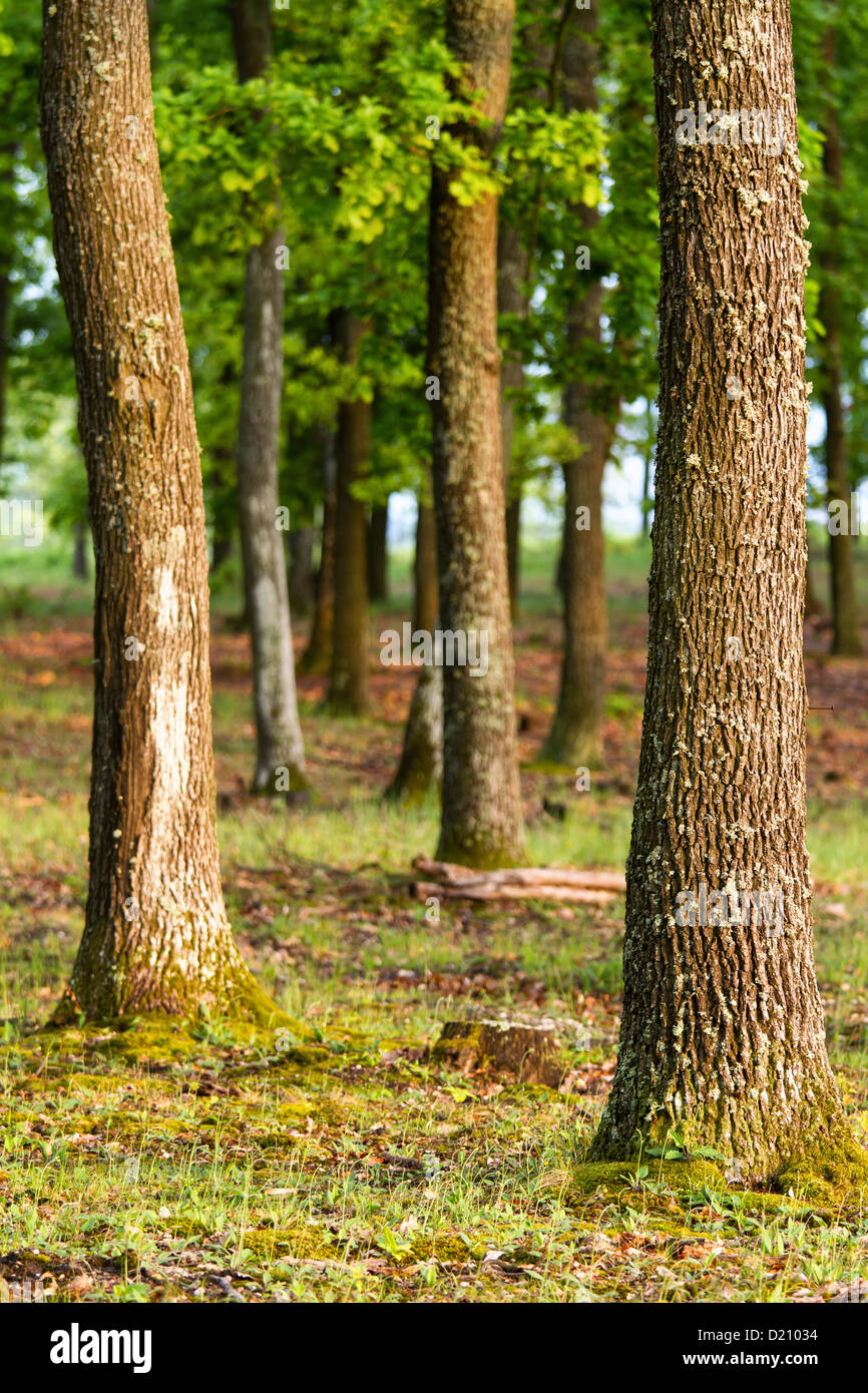 Oak tree bole hi-res stock photography and images - Alamy