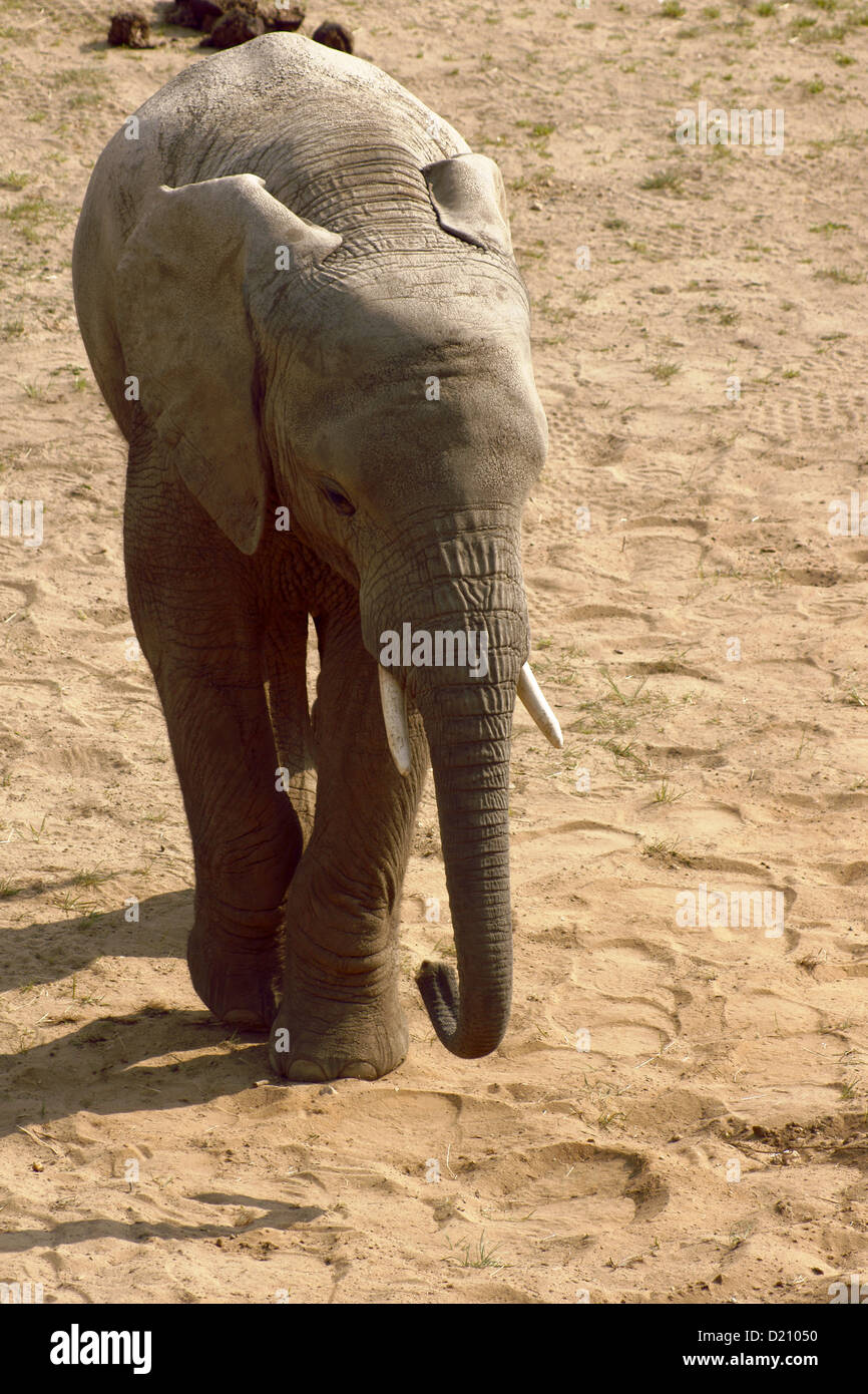 elephant in zoo Stock Photo - Alamy