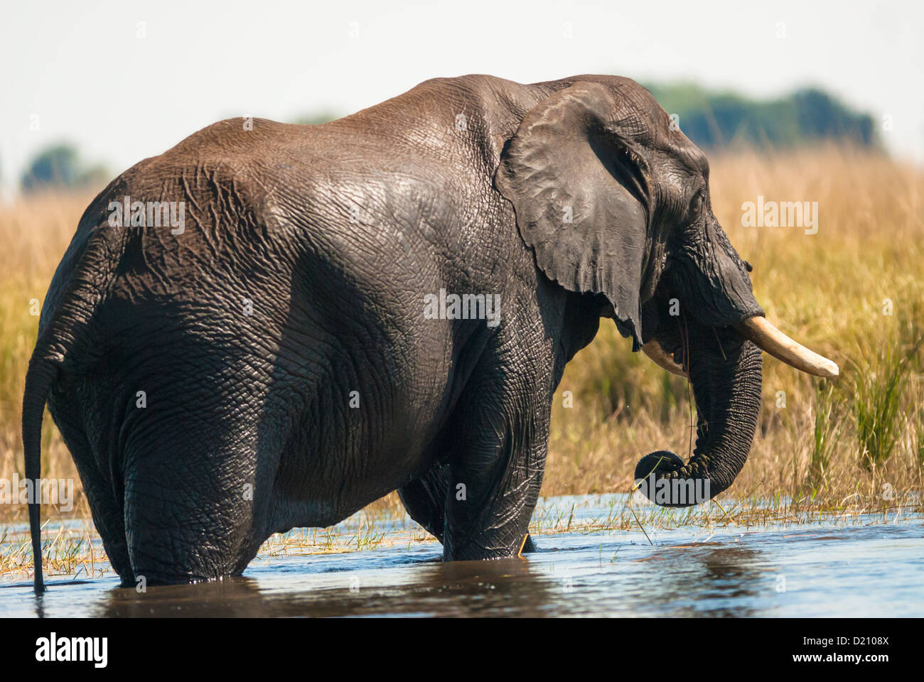 Slow Walking Elephant High Resolution Stock Photography and Images - Alamy