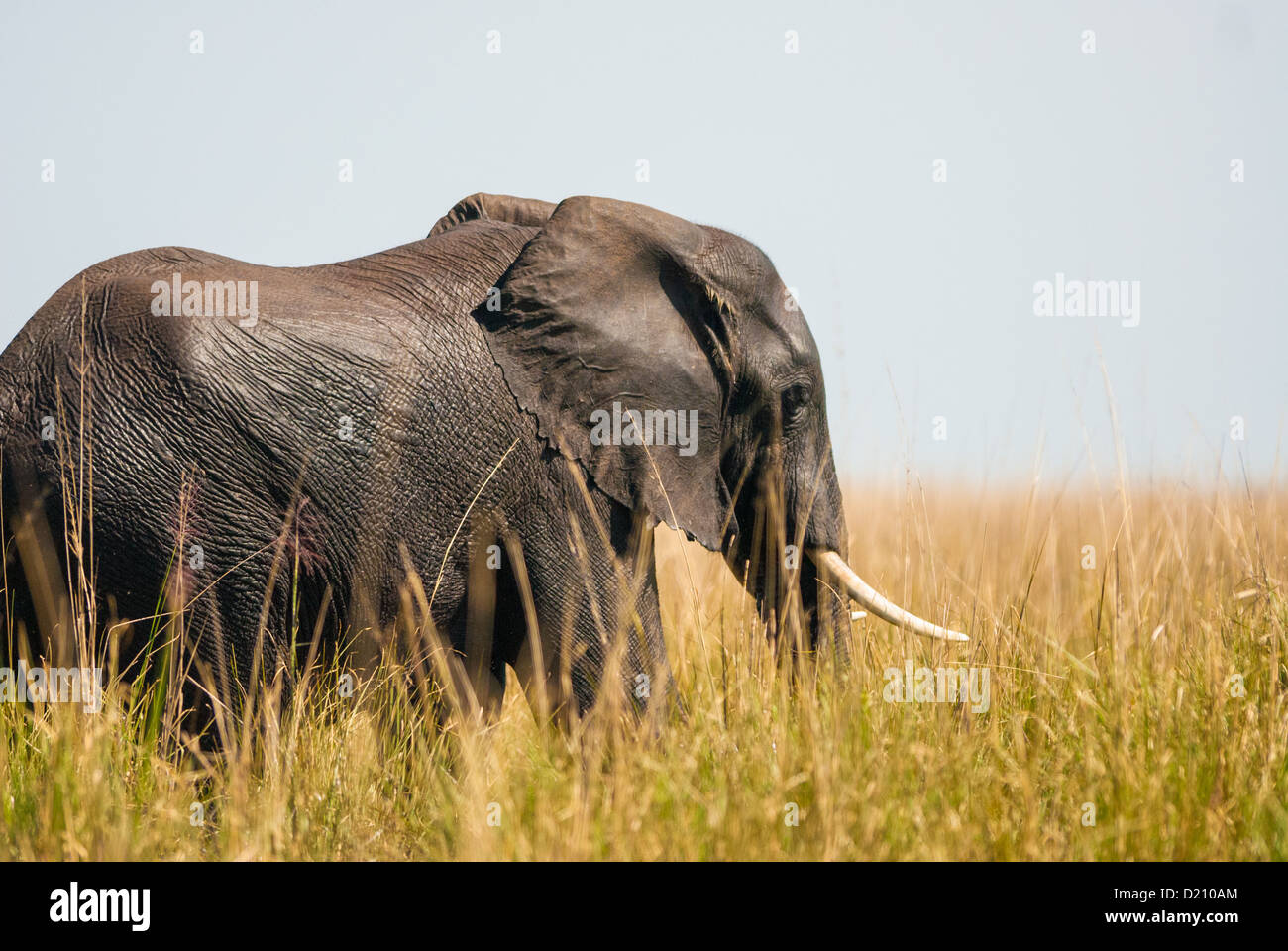 Elephant in high grass hi-res stock photography and images - Alamy