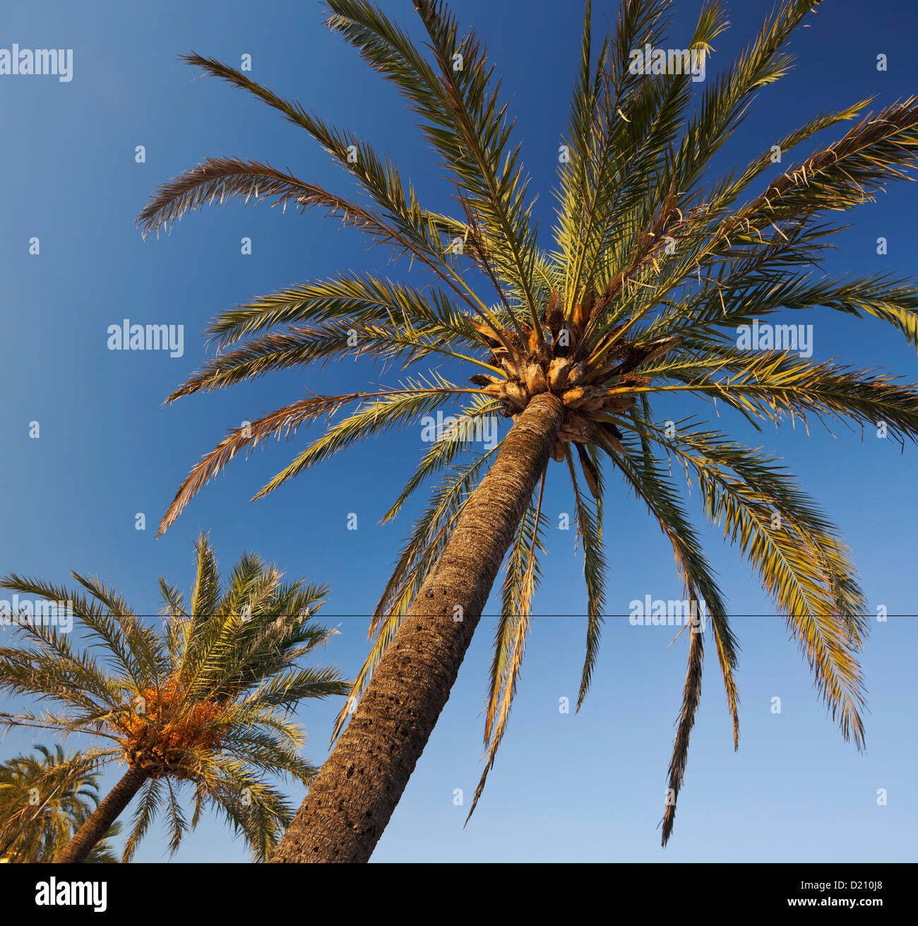 Palm trees, Port de Soller, Soller, Majorca, Spain Stock Photo - Alamy