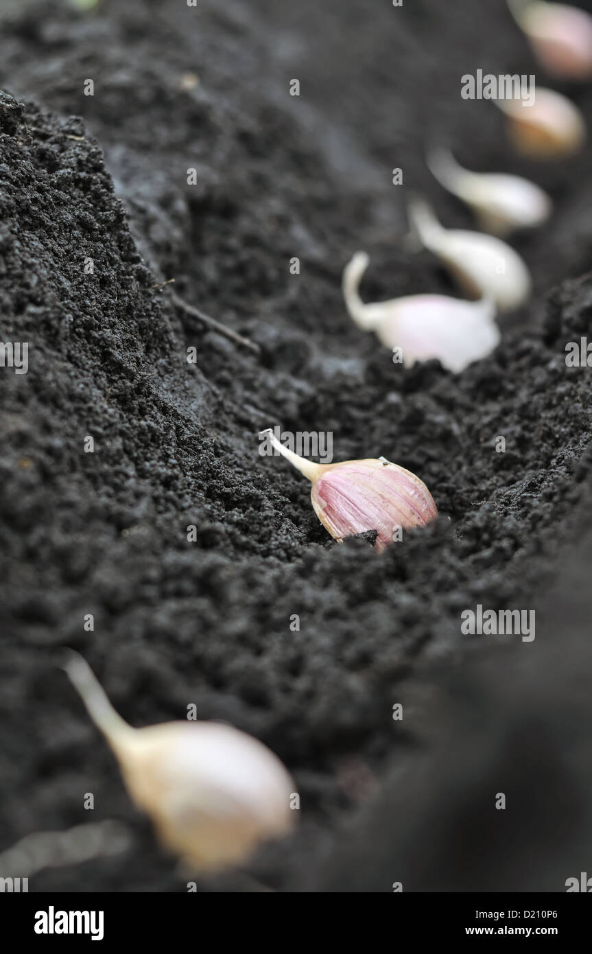 close-up of garlic in planting process in the vegetable garden Stock ...