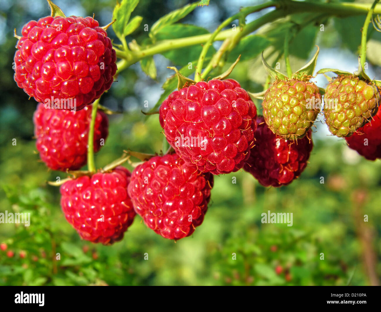 Branch of raspberry hi-res stock photography and images - Alamy
