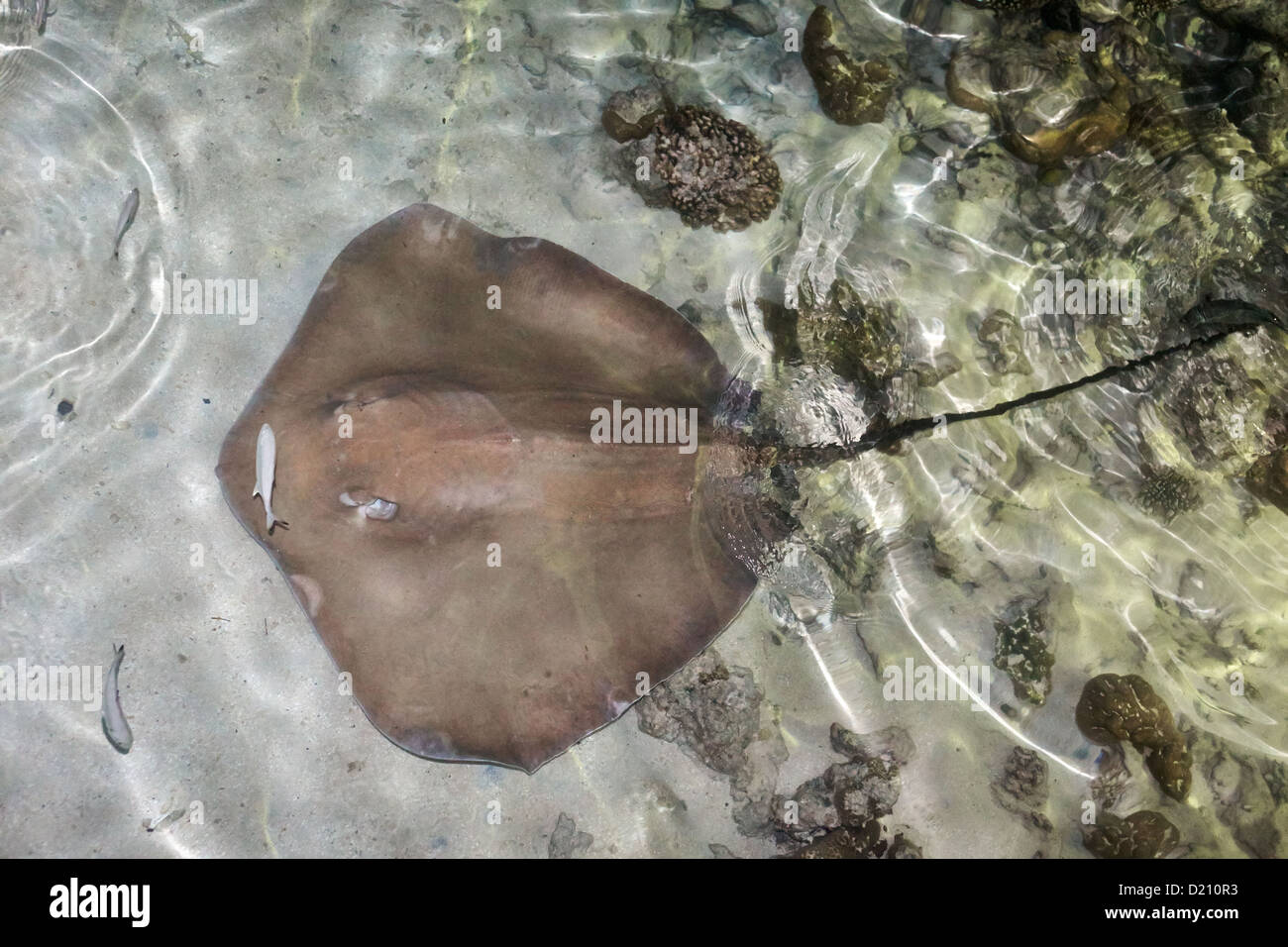 Common stingray, Maldives Stock Photo - Alamy