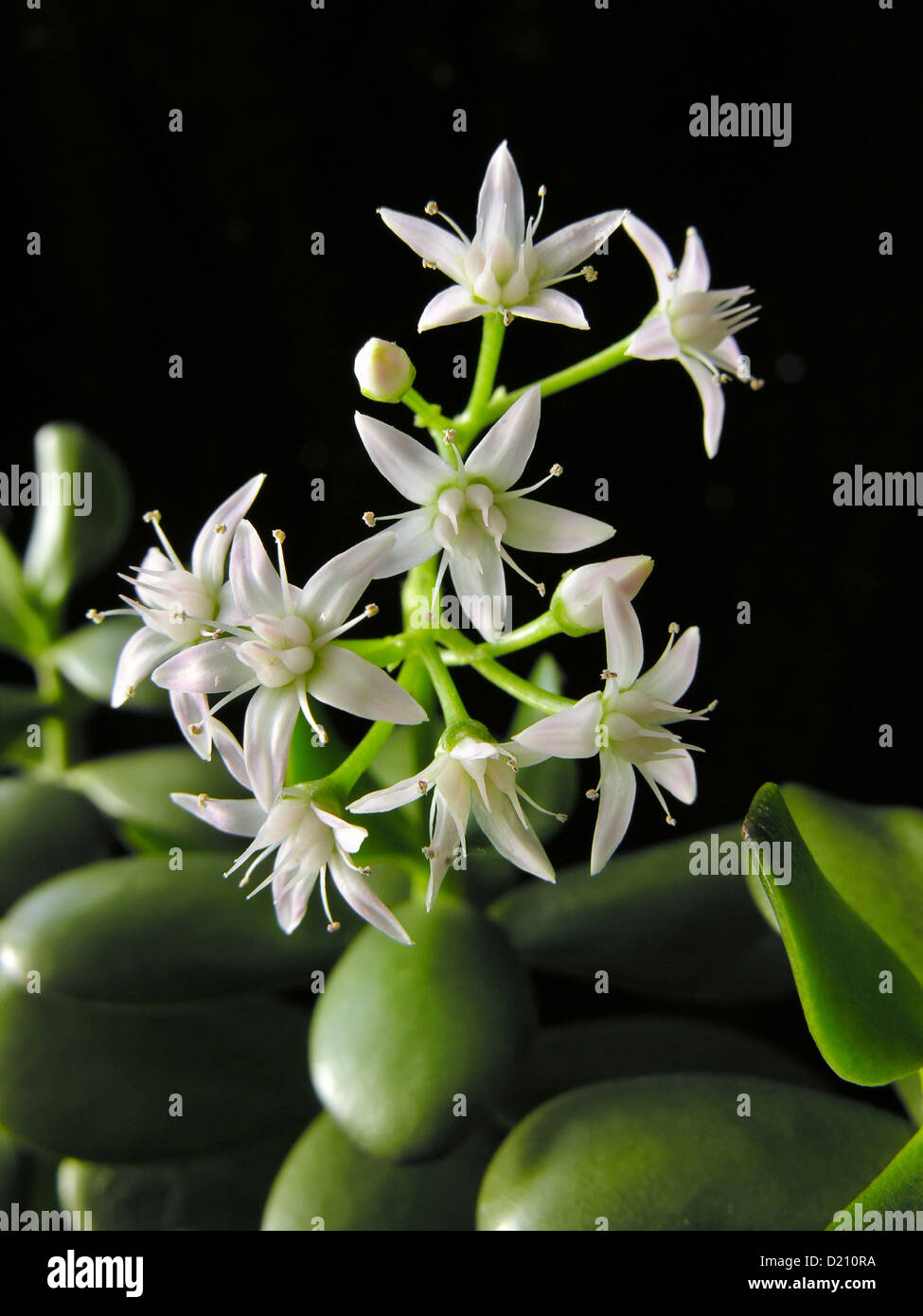 flowering Crassula Ovata Stock Photo - Alamy