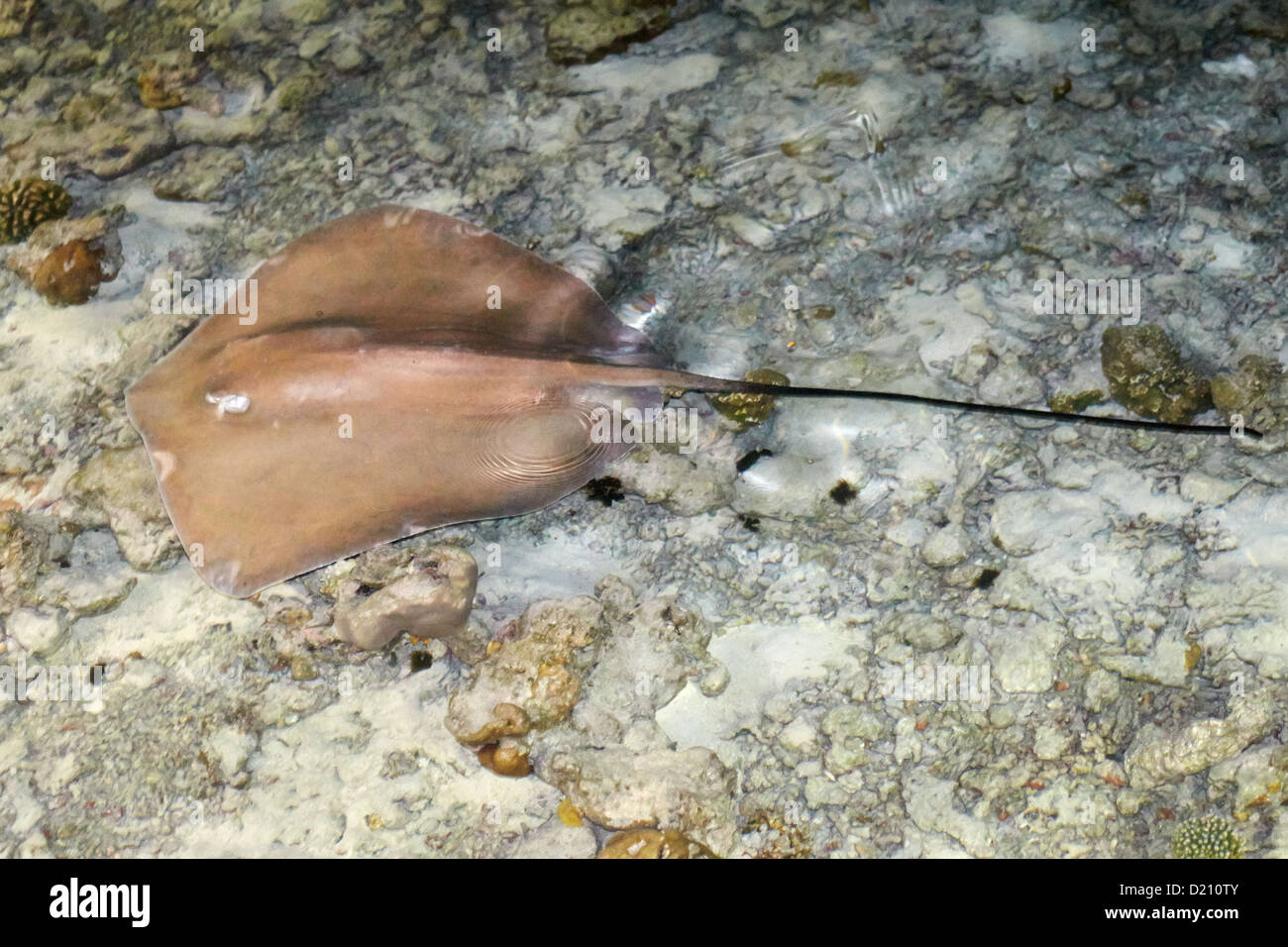 Common stingray maldives hi-res stock photography and images - Alamy