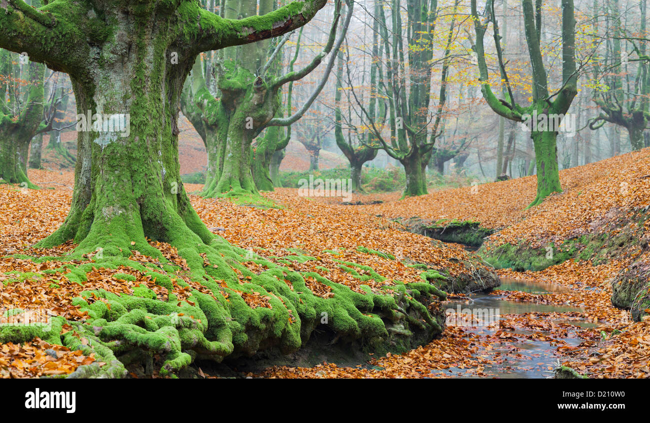 Beench forest, Gorbeia nature park, Basque Country, Spain Stock Photo ...
