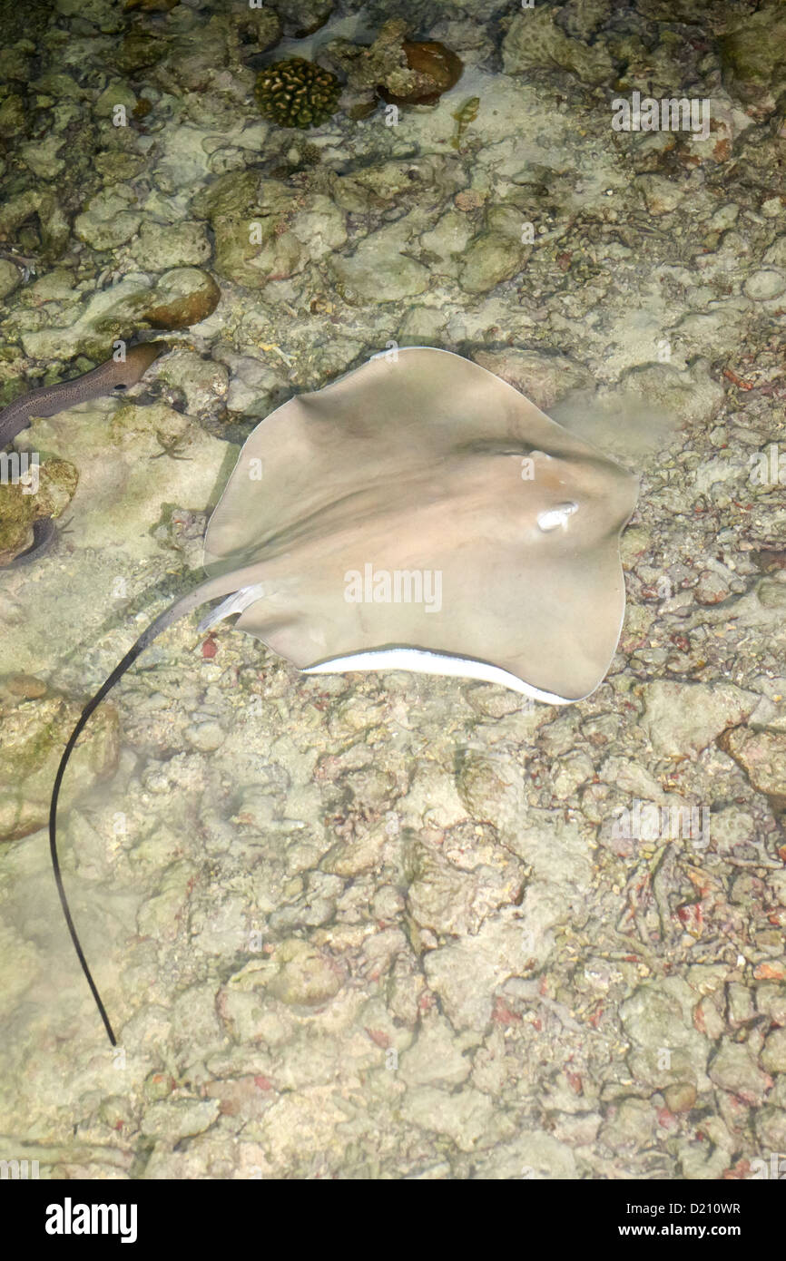 Common stingray, Maldives Stock Photo - Alamy