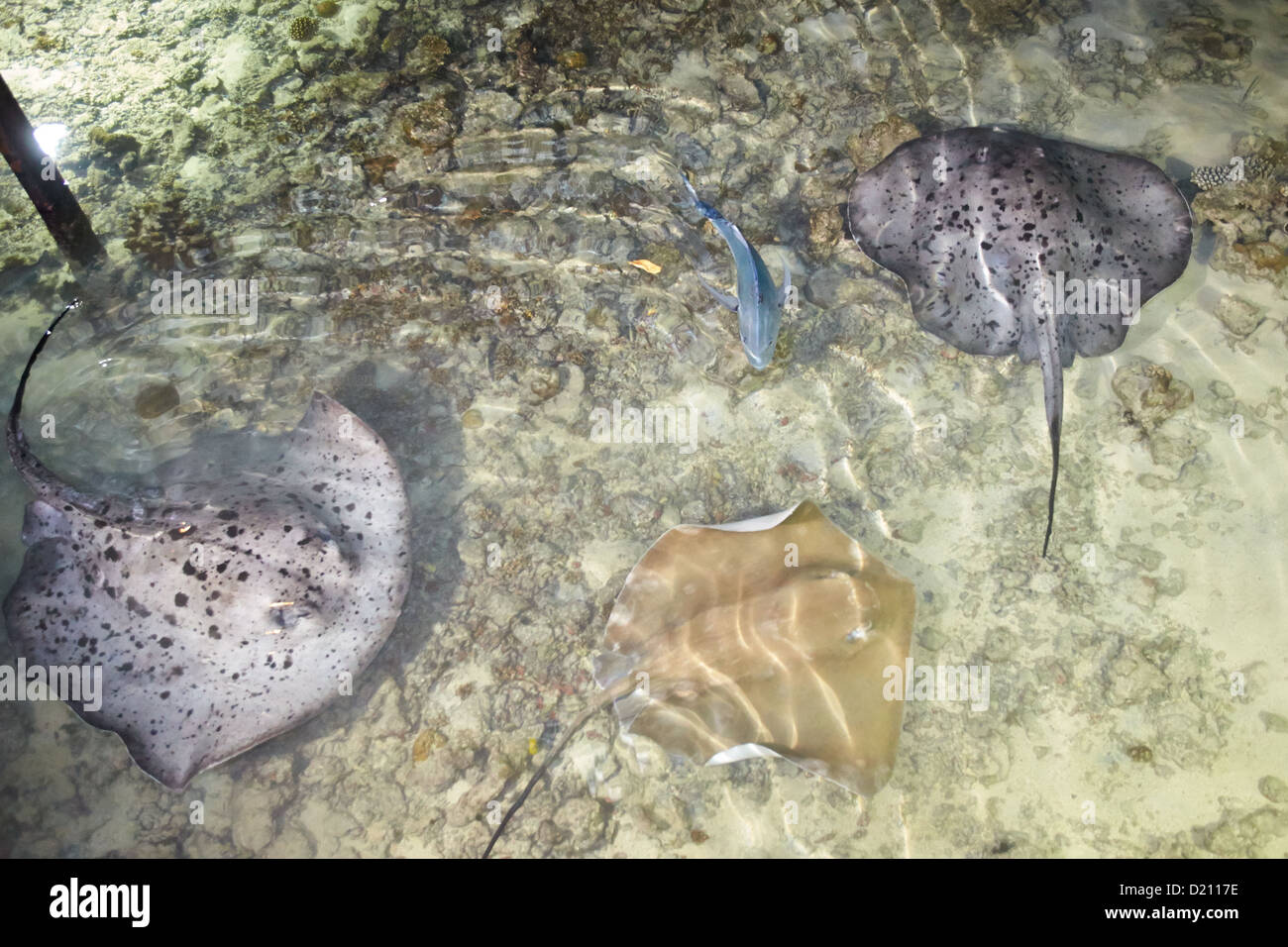 Black marbled or spotted stingrays and a common stingray, Maldives ...
