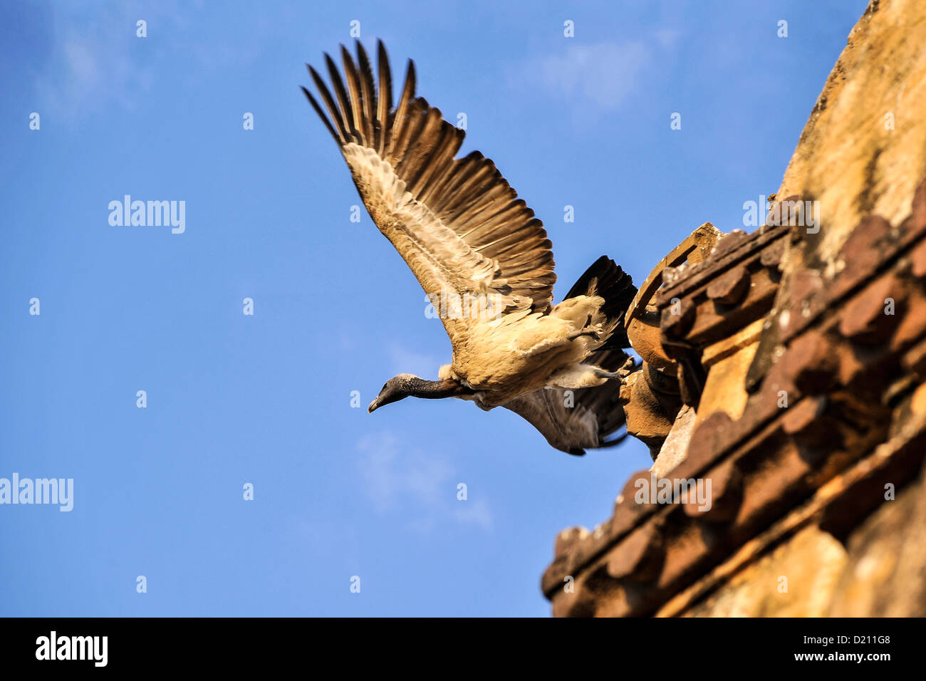 Indian vulture hi-res stock photography and images - Alamy