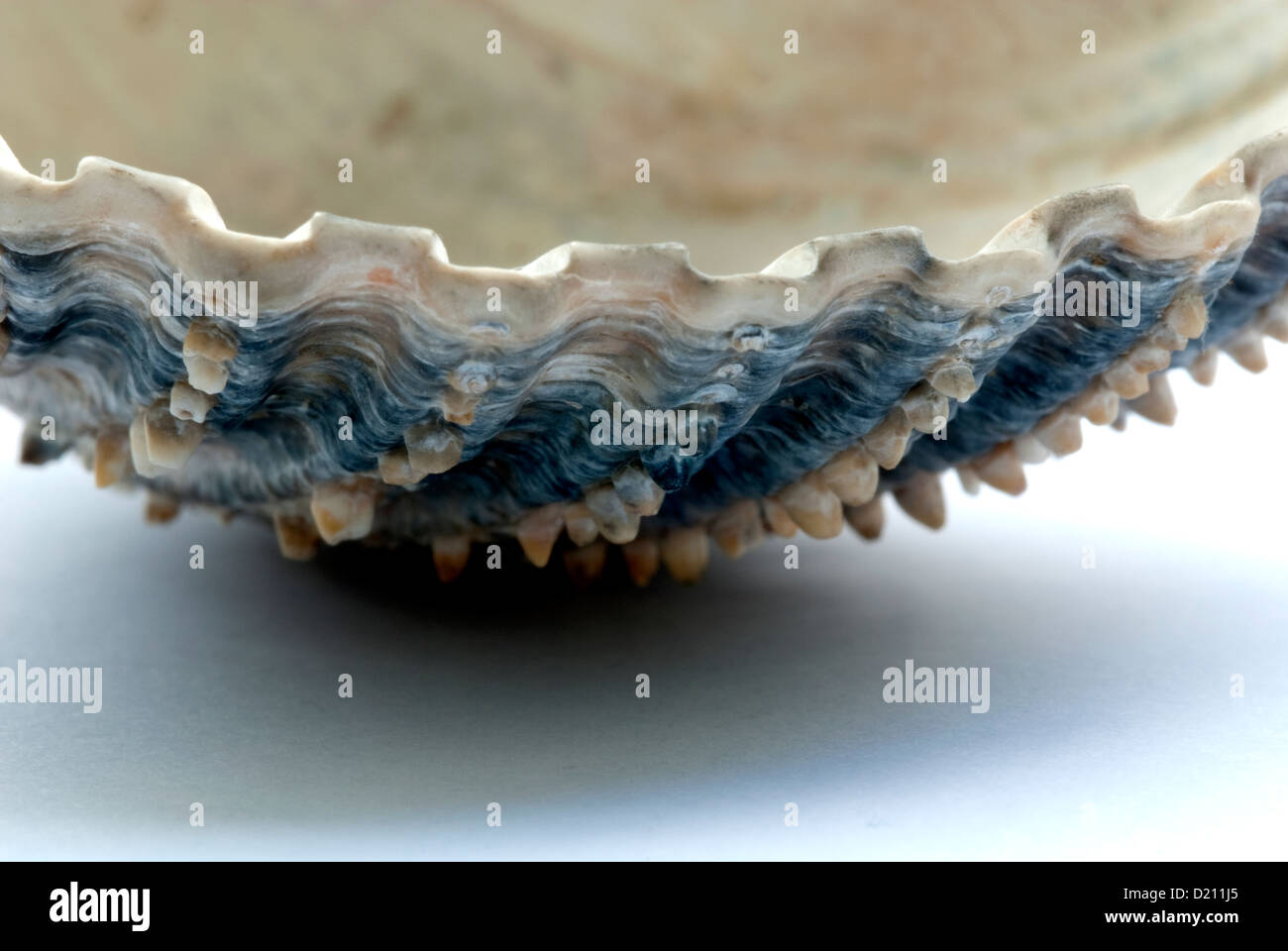 Cockle shell hi-res stock photography and images - Alamy