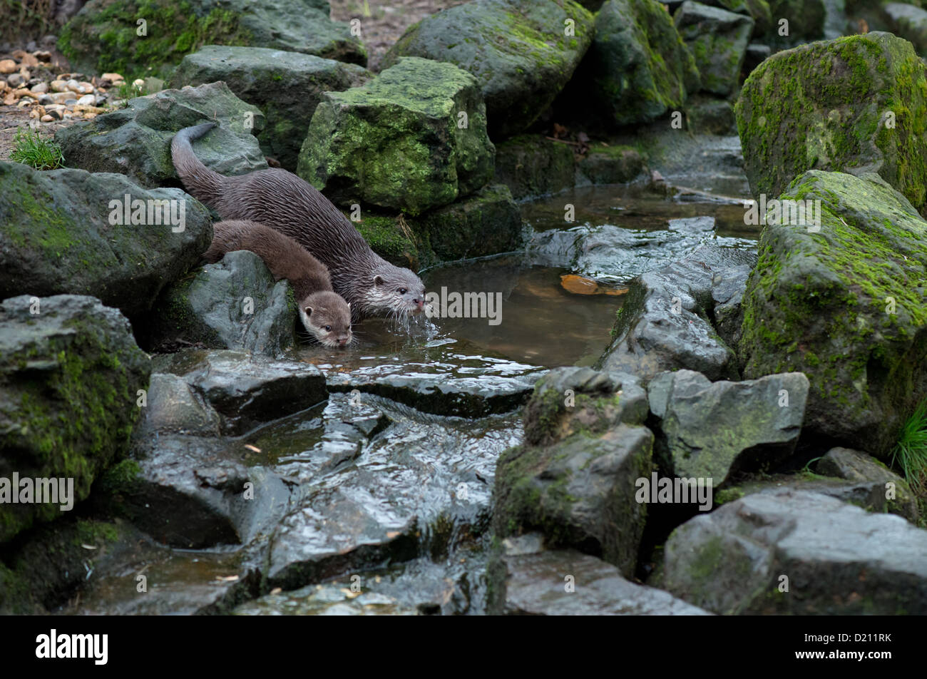 Drinking otter hi-res stock photography and images - Alamy