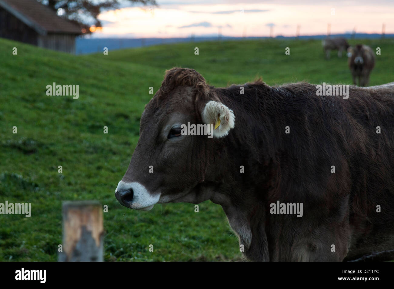 Bavarian Cow on pasture Stock Photo - Alamy