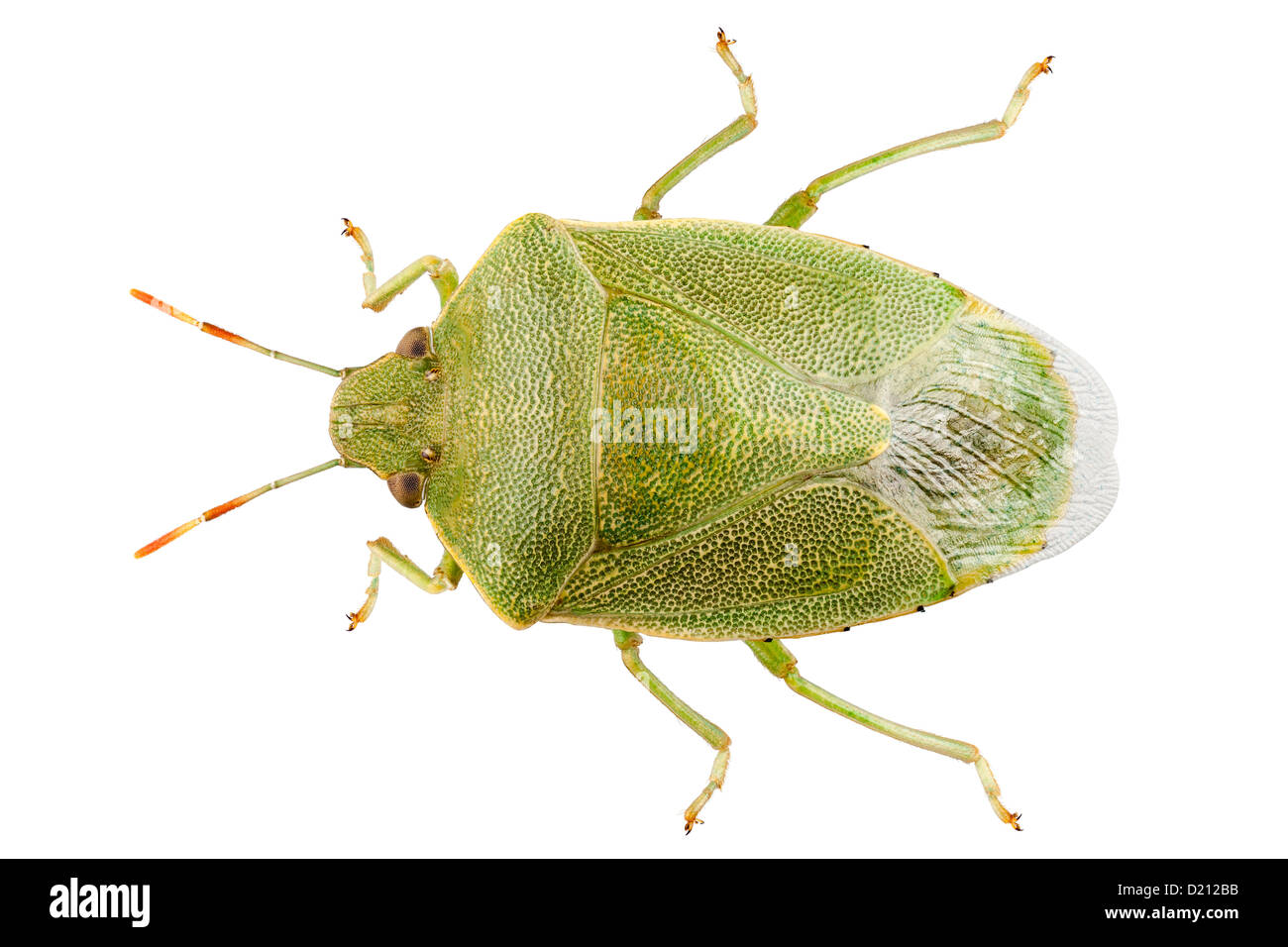 Bug species hi-res stock photography and images - Alamy