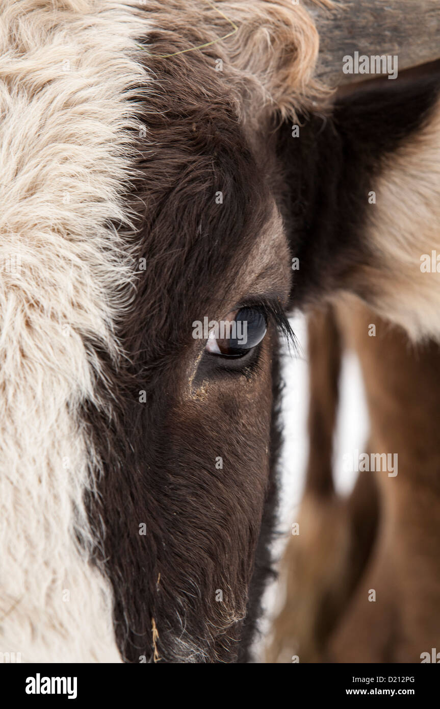 Eye of a Cow - closeup Stock Photo - Alamy