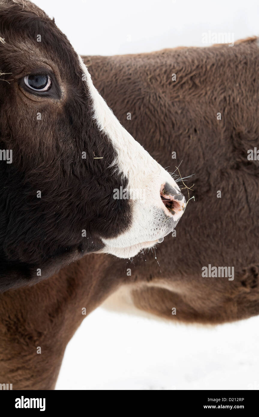 Head of Cow Stock Photo - Alamy
