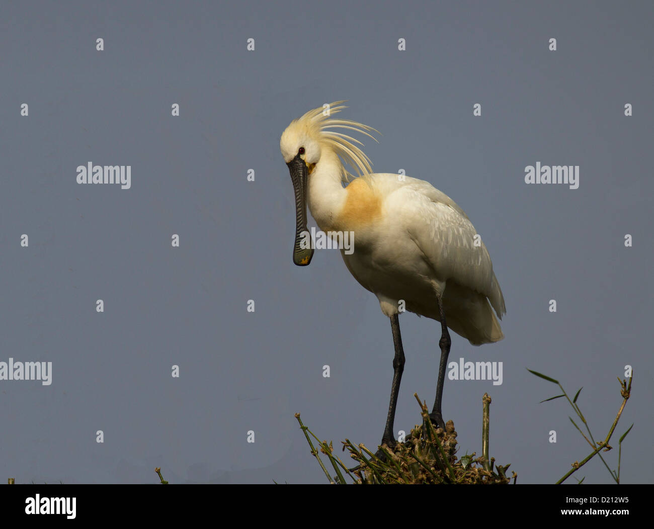 Spoon bill hi-res stock photography and images - Alamy