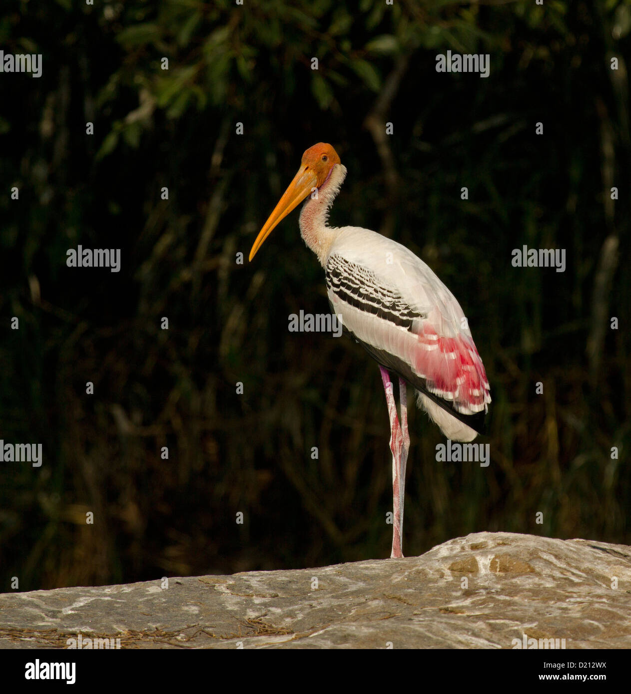 Painted stork bird fish hi-res stock photography and images - Alamy