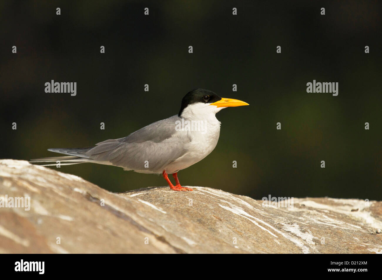 Indian River Tern Stock Photo - Alamy