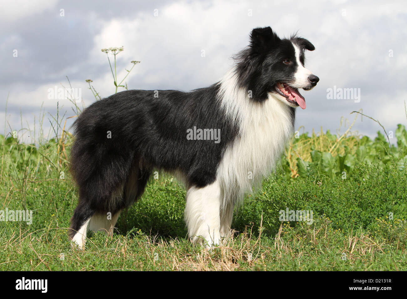 When Are Border Collies Adults