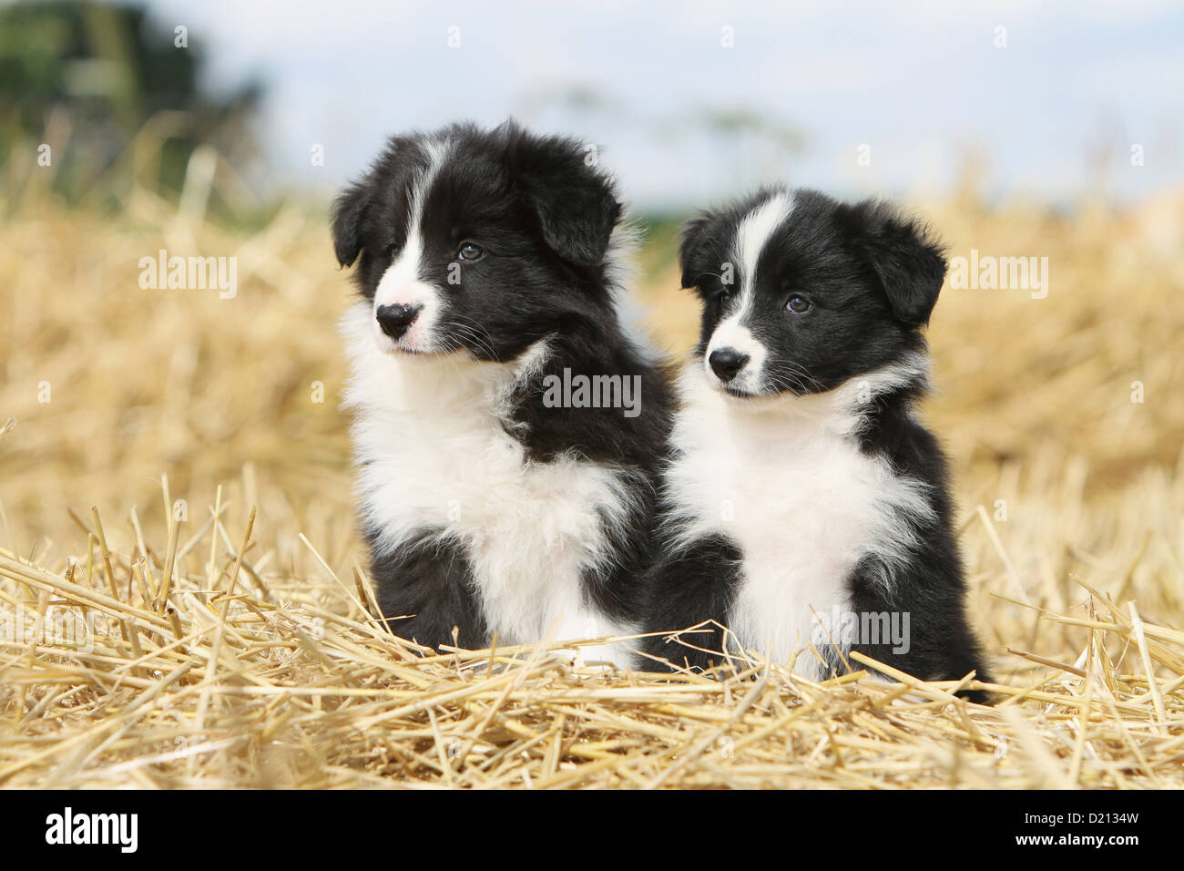 Are Border Collies Better In Pairs