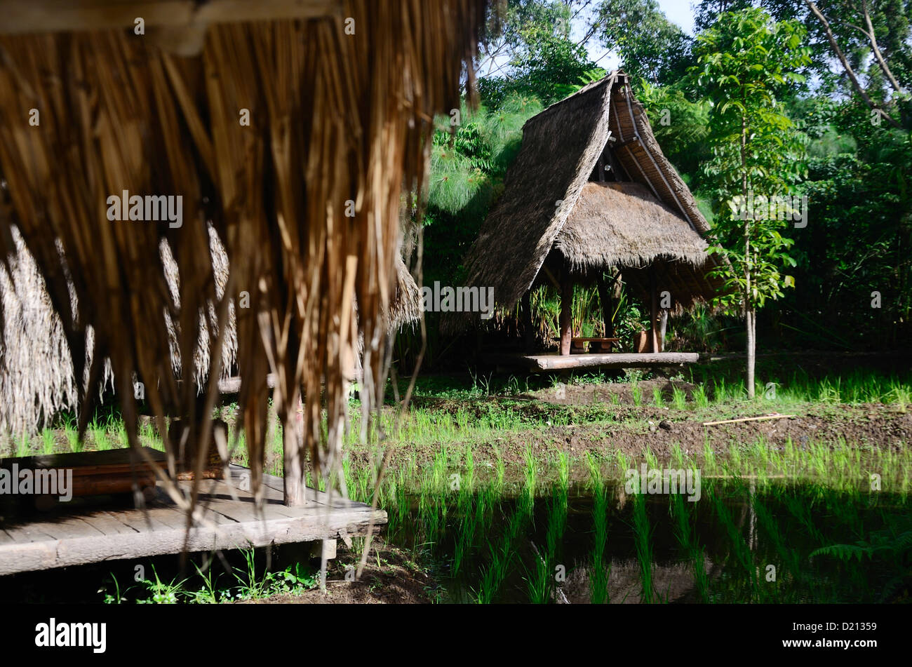 Traditional architecture Sundanese Gazebo bamboo,with paddy fields The ...