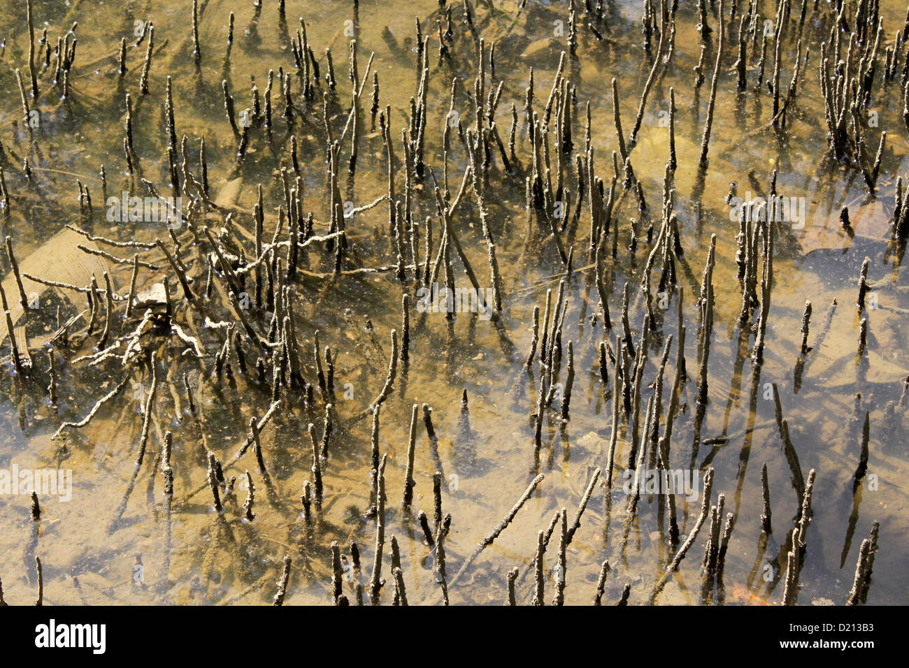 Prop roots hi-res stock photography and images - Alamy