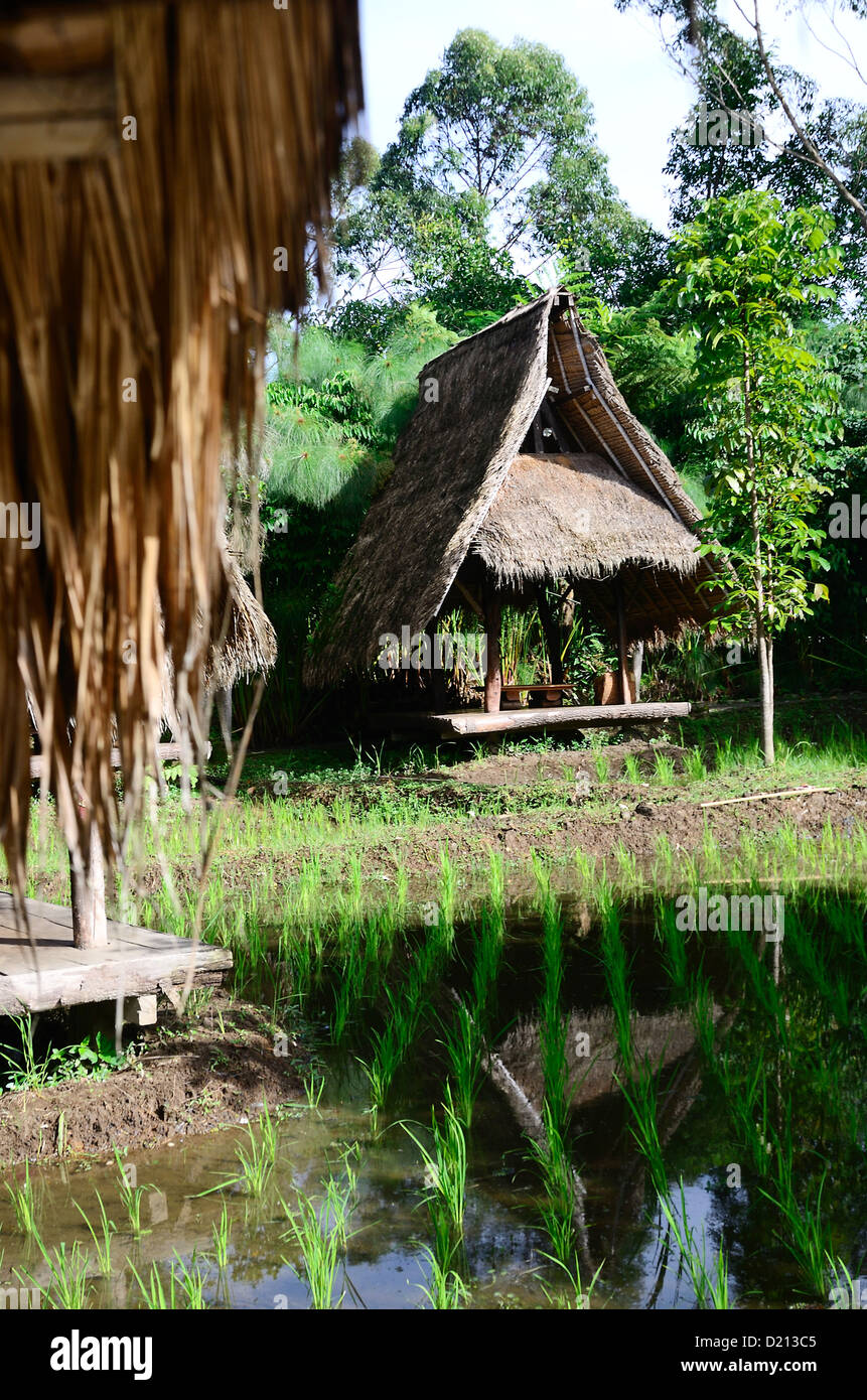 Traditional architecture Sundanese Gazebo bamboo,with paddy fields The ...