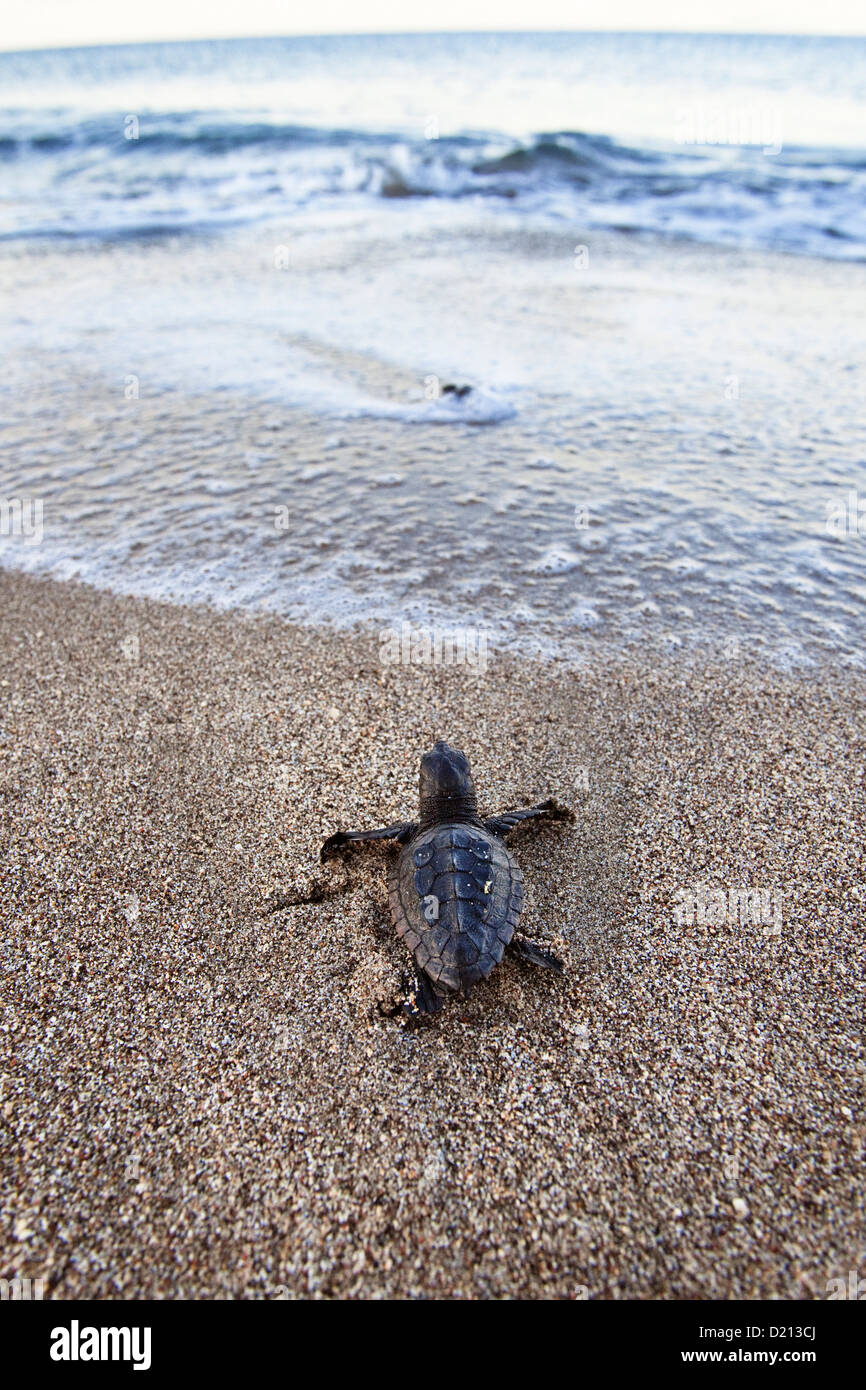 Loggerhead Sea Turtle, hatchling, Caretta caretta, lycian coast ...