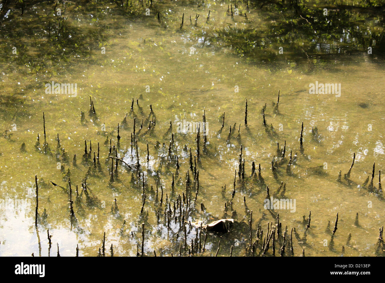 Aerial prop roots of Red mangroves forest tidal area Kerala India Stock ...