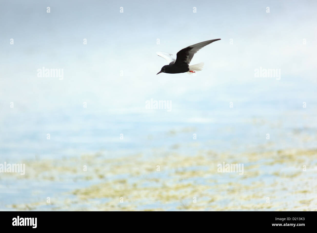 A bird in flight. Chlidonias leucopterus, leucoptera, White-winged Tern ...