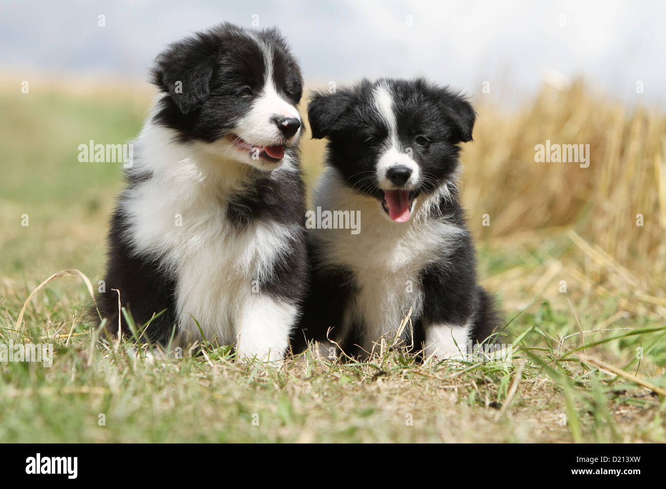 Are Border Collies Better In Pairs