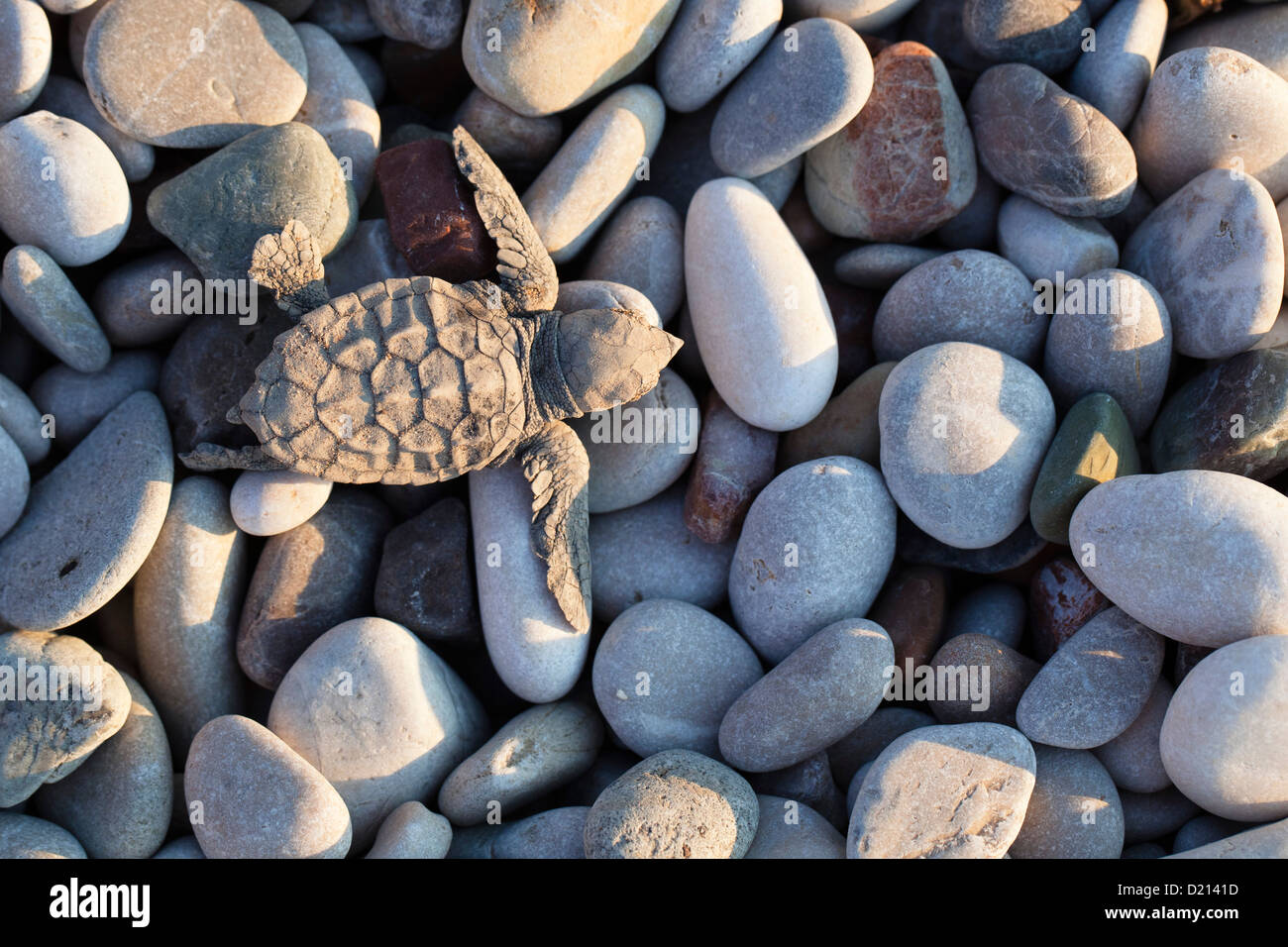 Loggerhead Sea Turtle, hatchling, Caretta caretta, Cirali, lykian coast ...