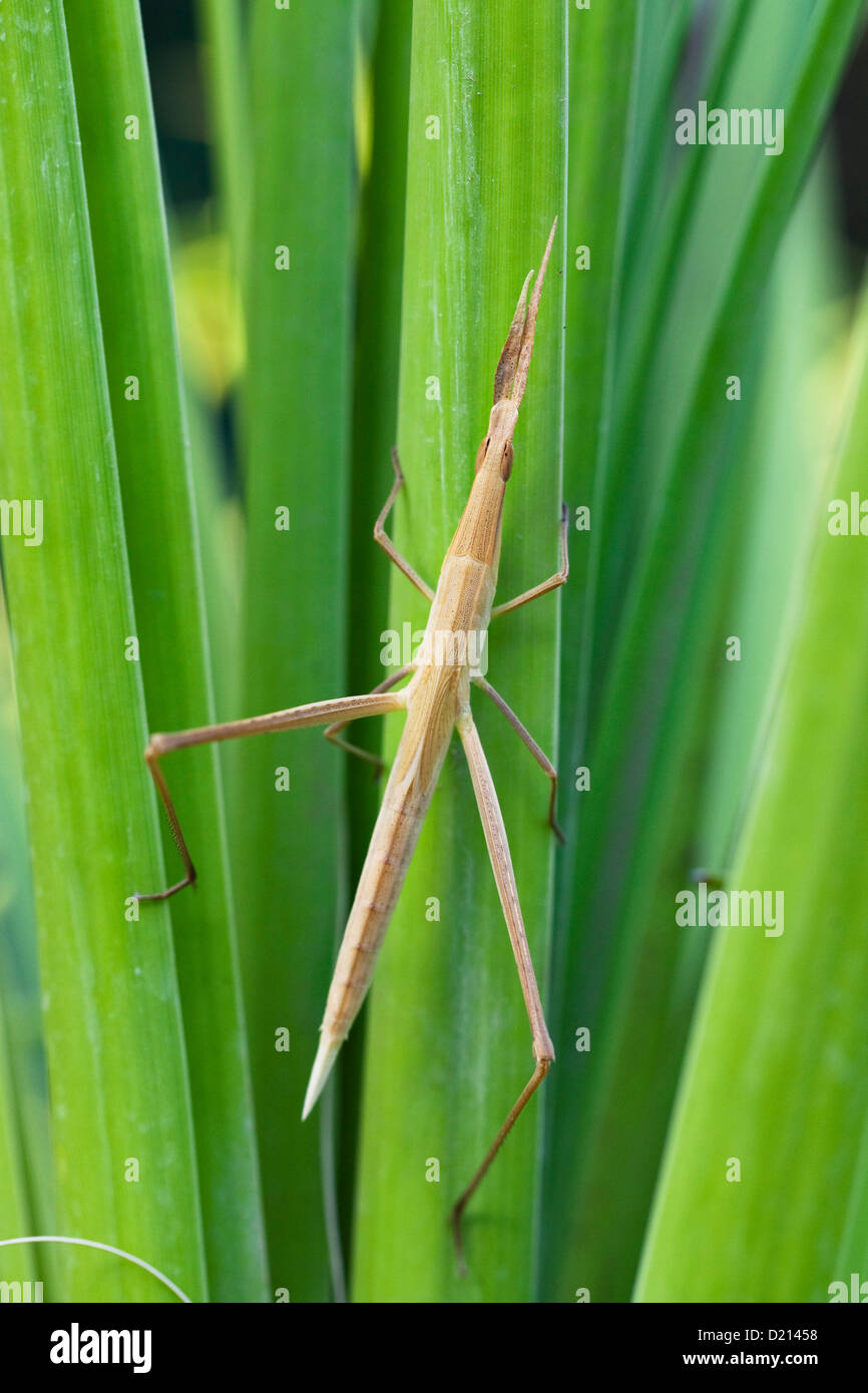 Mediterranean slant-faced Grasshopper, Acrida ungarica, Lycia, Turkey ...