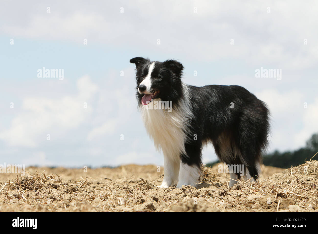Dog Border Collie adult black and white standing profile in a field ...