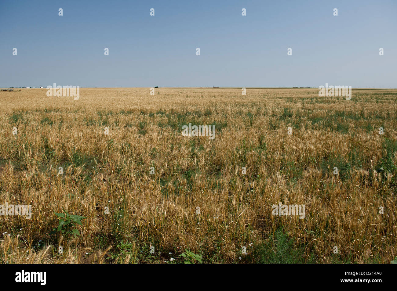 Oklahoma wheat field ready for harvest. Green rye grass causes dockage ...
