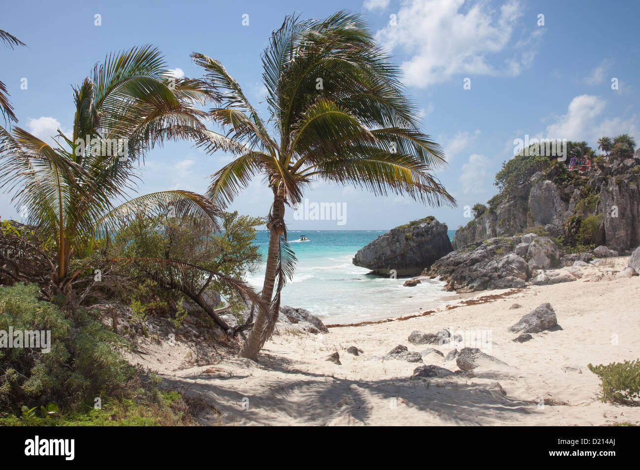 Palm trees on the beach at the Tulum Ruins, Tulum, Riviera Maya ...