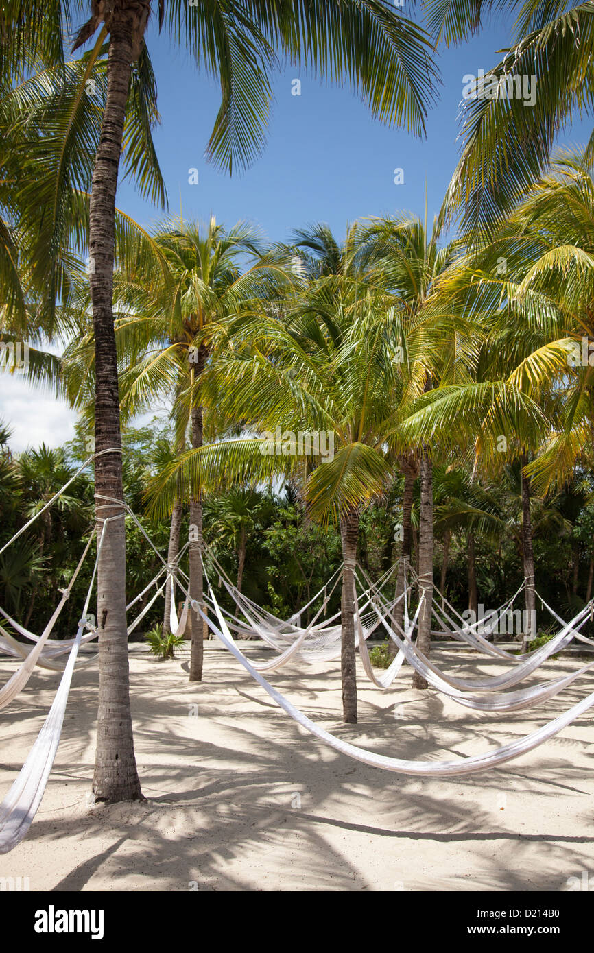 Hammocks hang from coconut trees at Xel-Ha Water Park, Tulum, Riviera ...