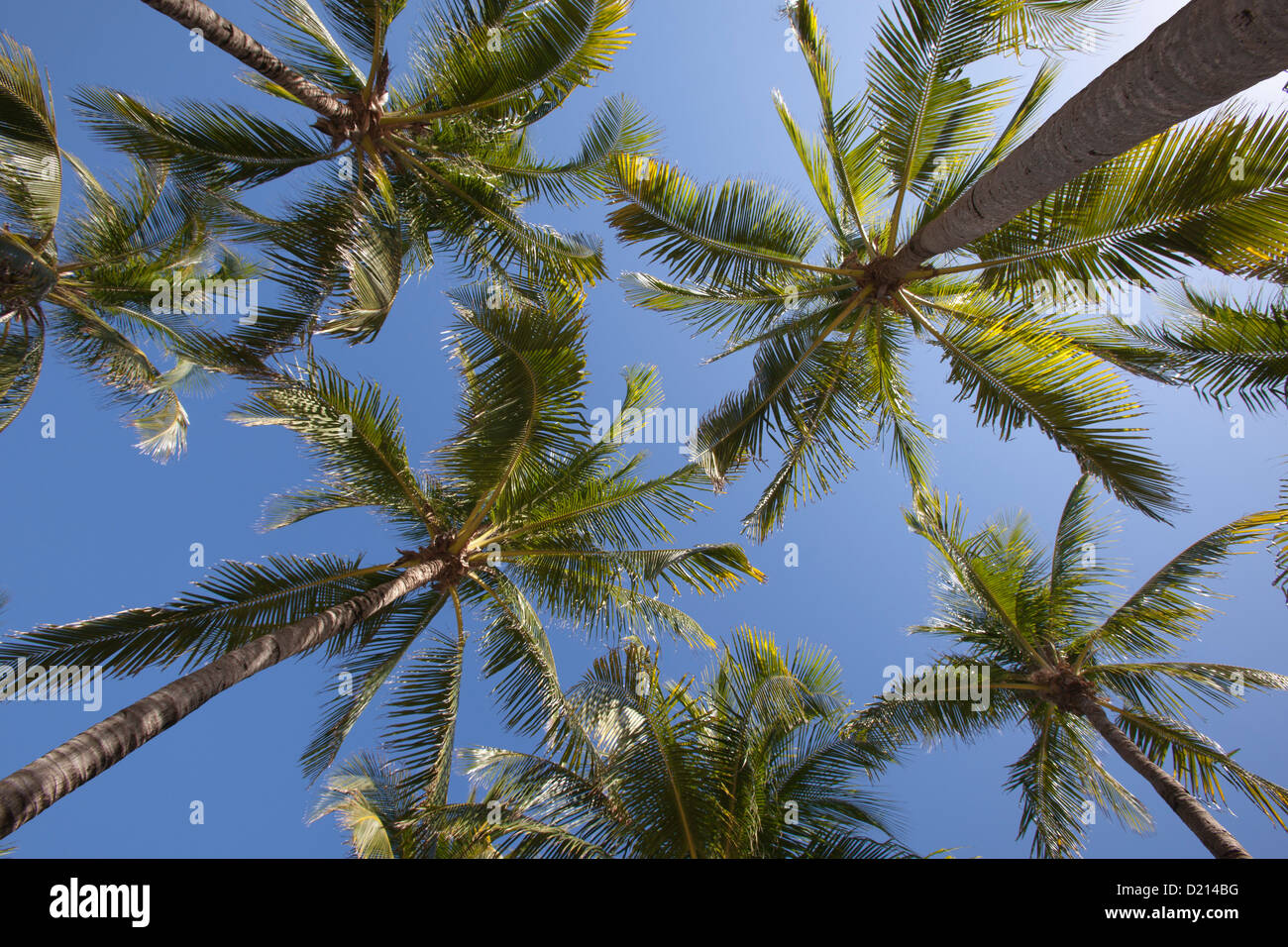 Vertical view to coconut trees at Xel-Ha Water Park, Tulum, Riviera ...