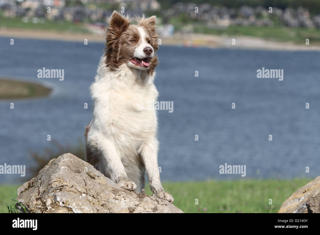 Dog Border Collie adult lilac and white standing on a rock Stock Photo ...