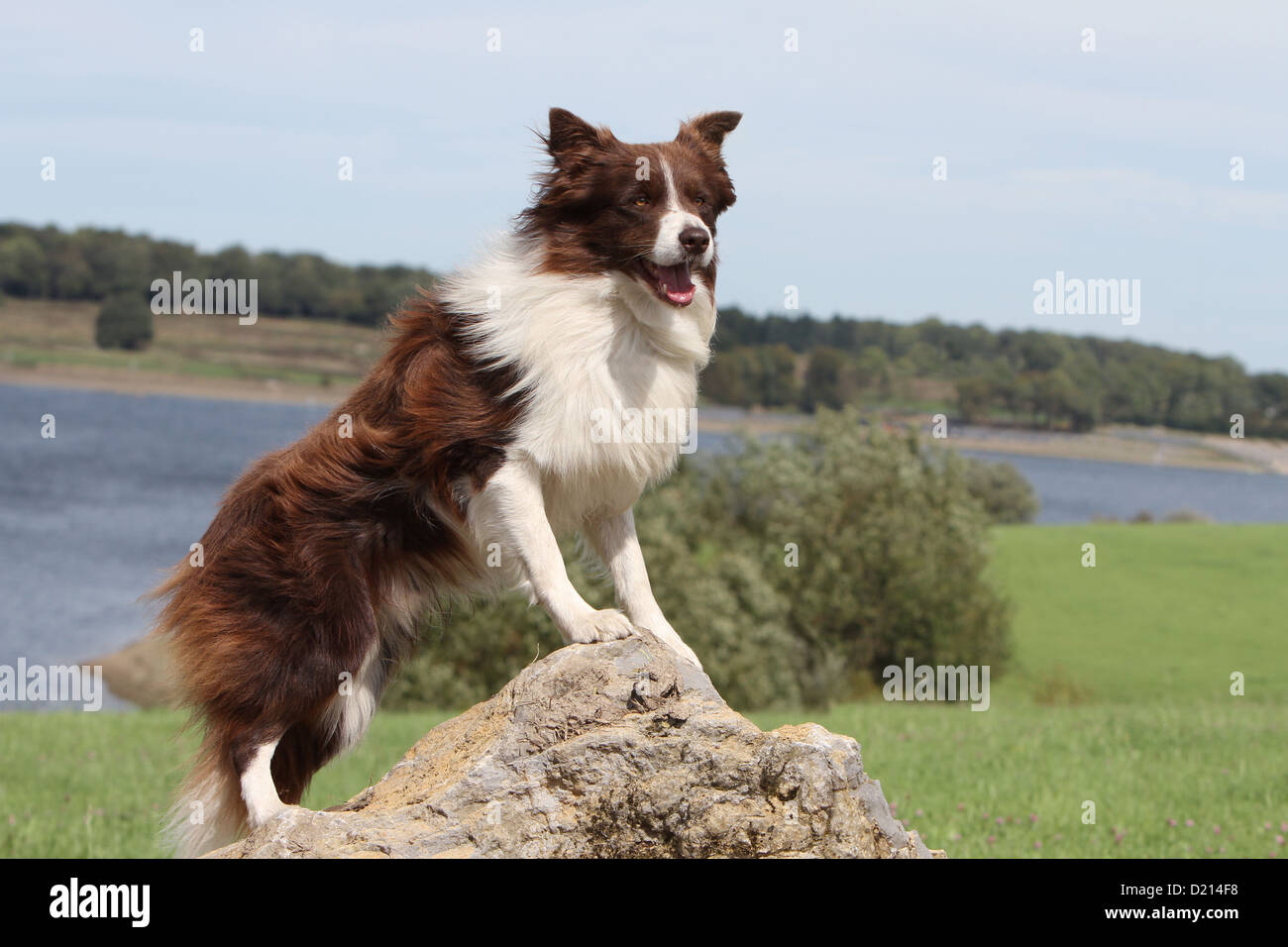 Dog Border Collie adult red and white standing on a rock Stock Photo ...