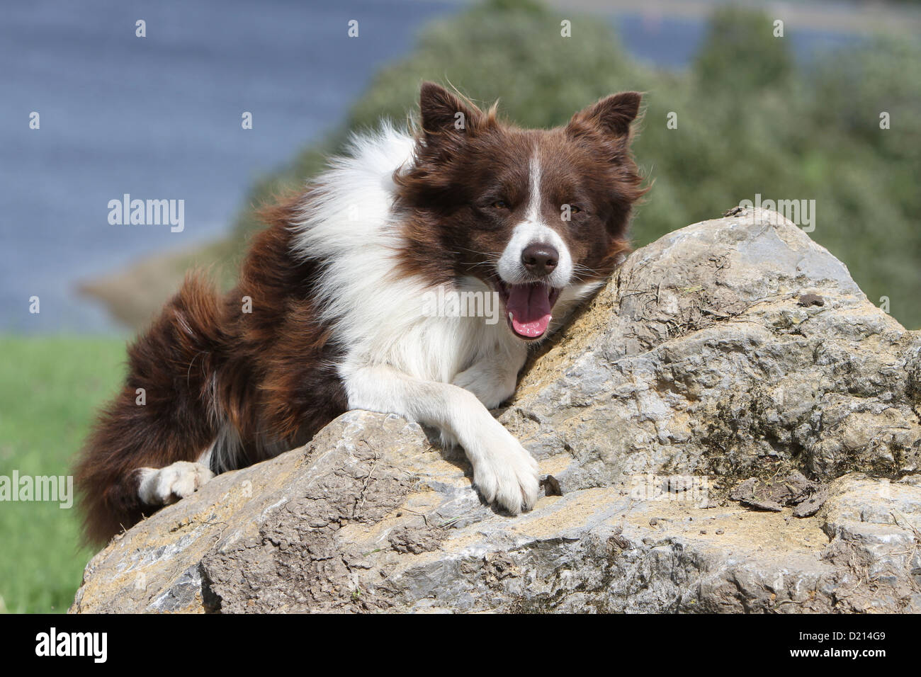Dog Border Collie adult red and white lying on a rock Stock Photo - Alamy